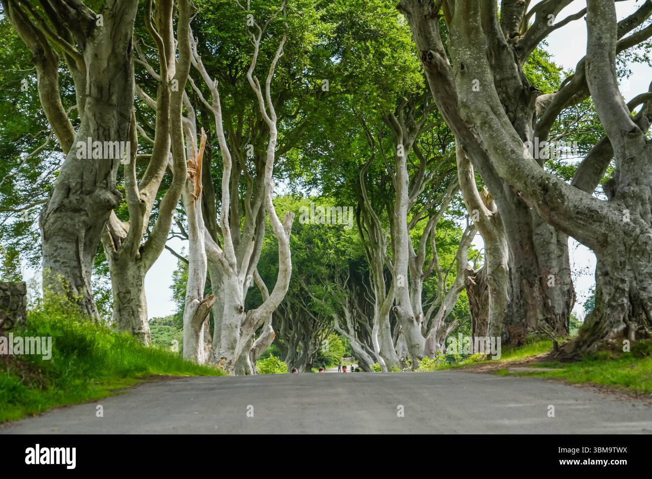 Dark Hedges is a famous tree avenue in County Antrim, Northern Ireland ...