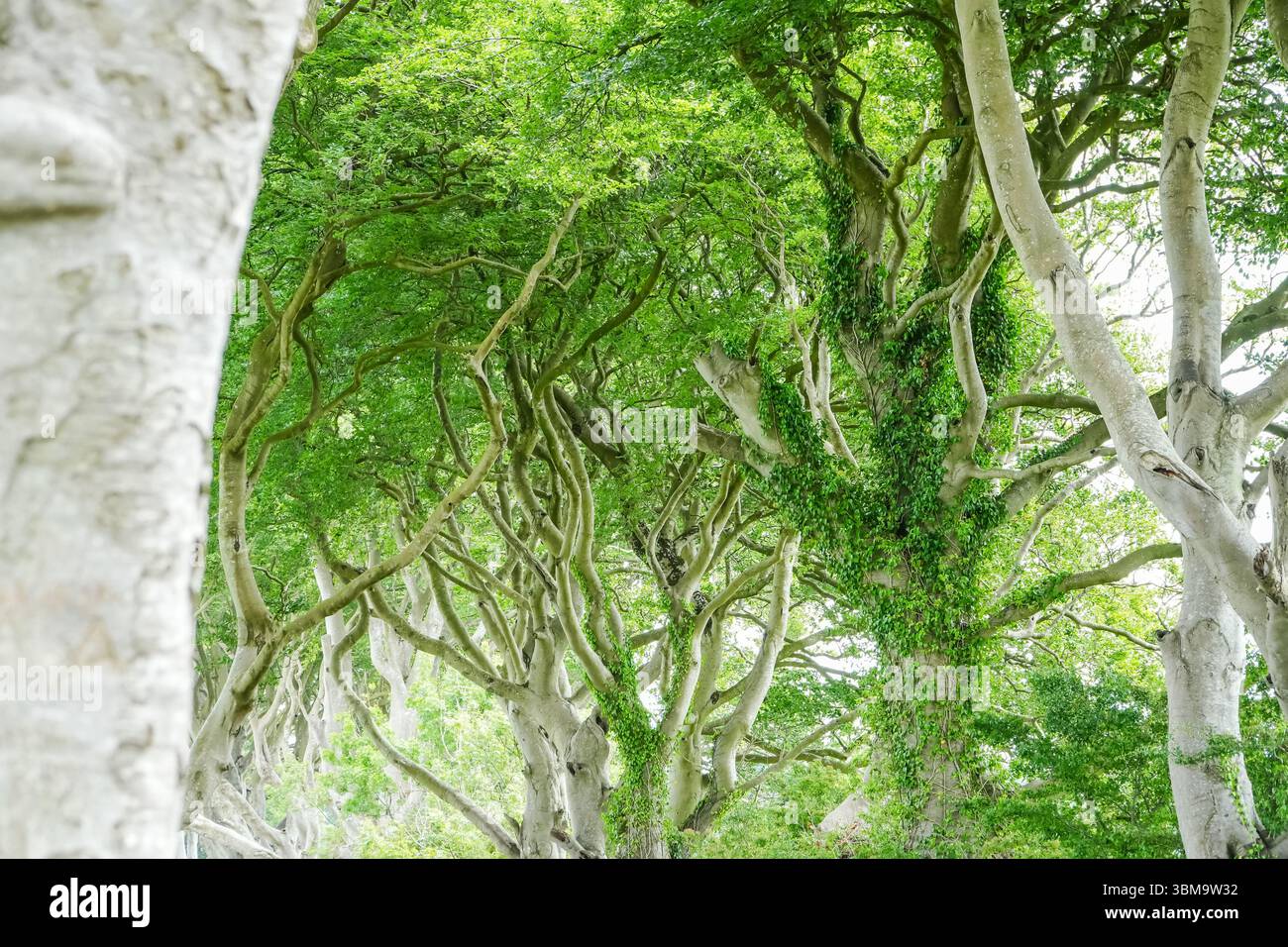 Dark Hedges, a natural attraction on Bregagh Road in County Antrim ...