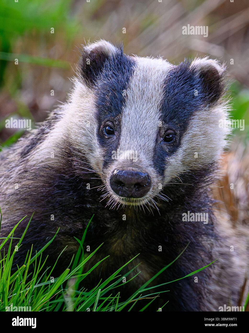 Badger close up hi-res stock photography and images - Alamy