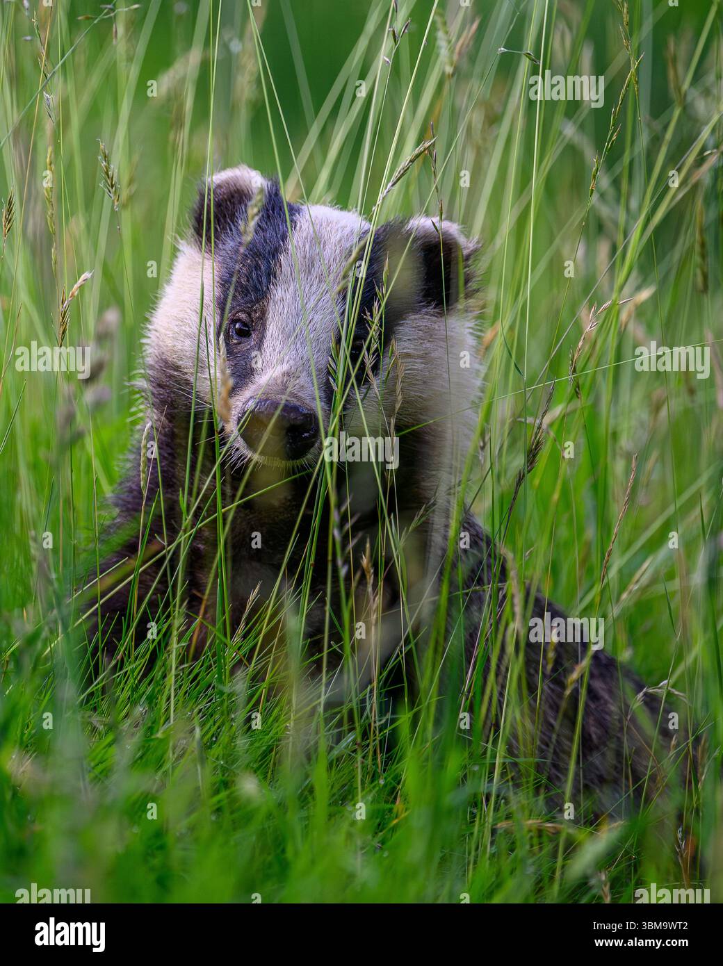 Badger close up hi-res stock photography and images - Alamy