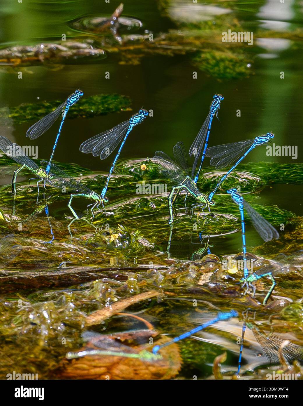 Swarm of damselflies hi-res stock photography and images - Alamy