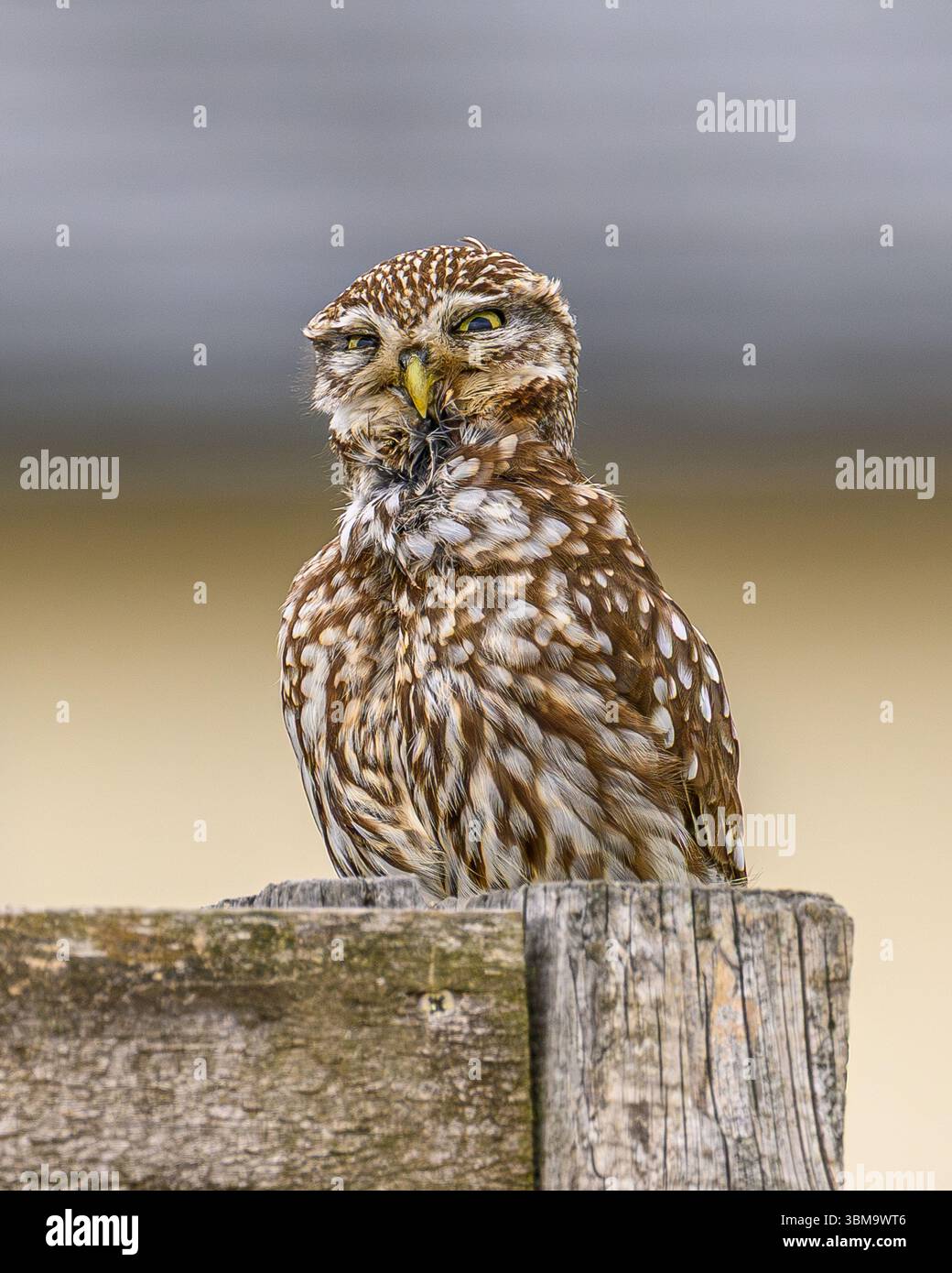 Little Owl in Oxfordshire,Uk Stock Photo - Alamy