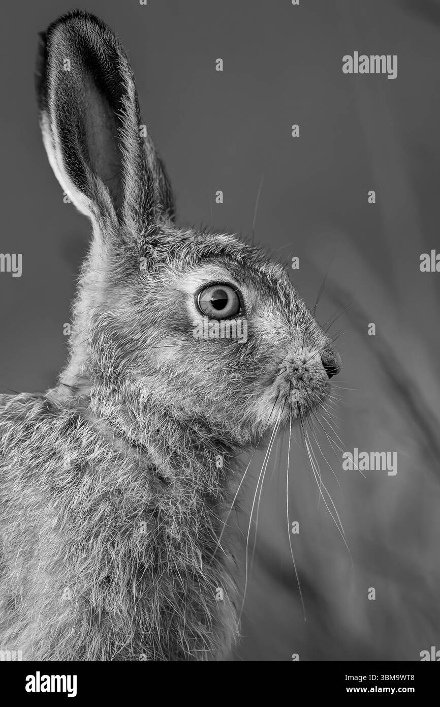 Leveret (young hare) in an Oxfordshire field Stock Photo - Alamy