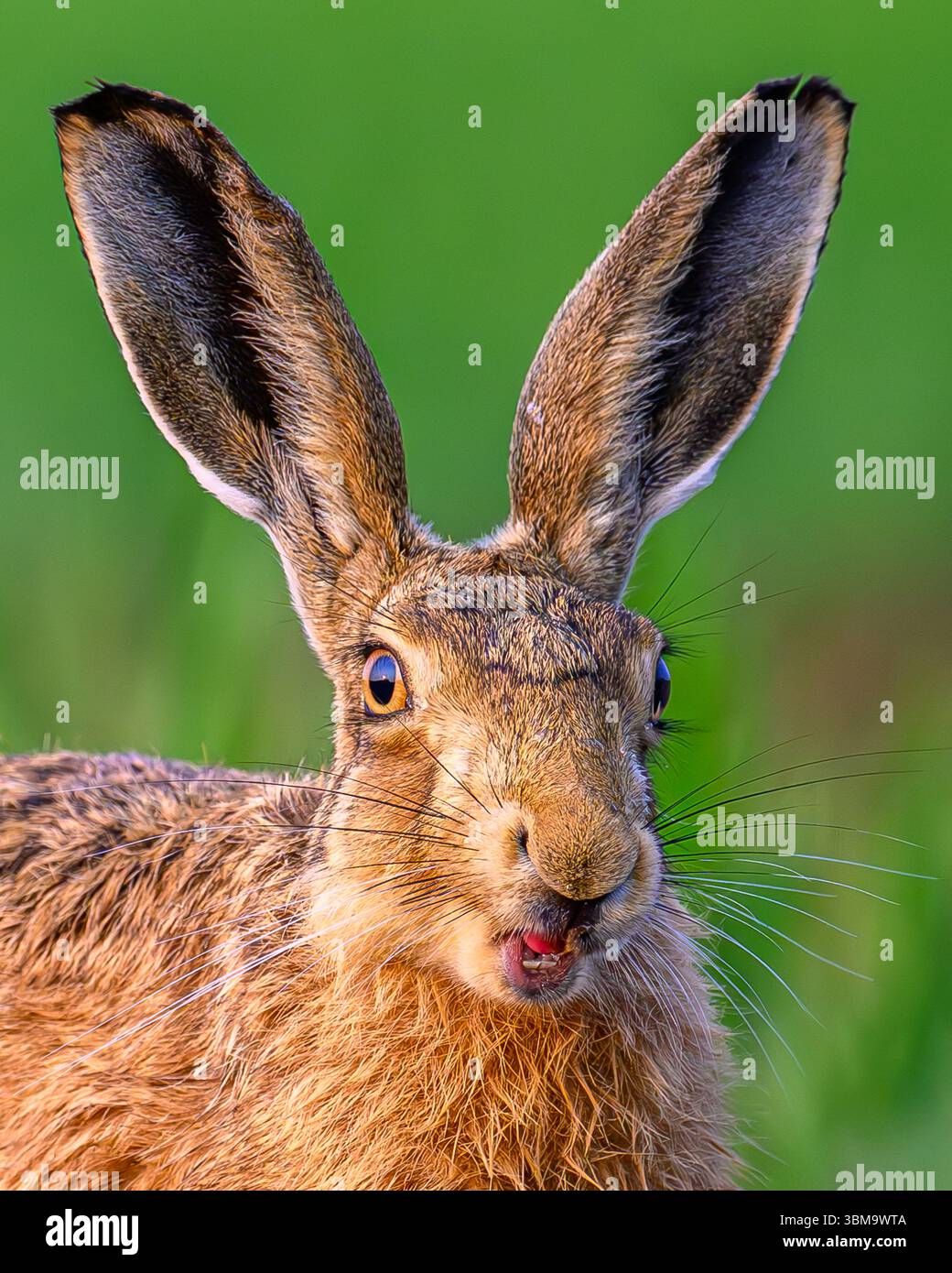 Hare uk march hi-res stock photography and images - Alamy