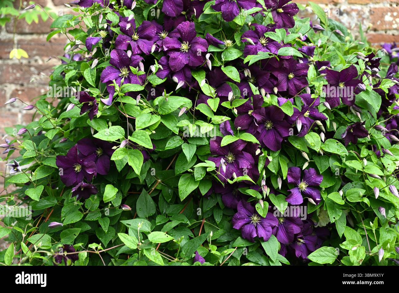 Deep purple summer blooms of clematis Etoile Violette growing on a ...