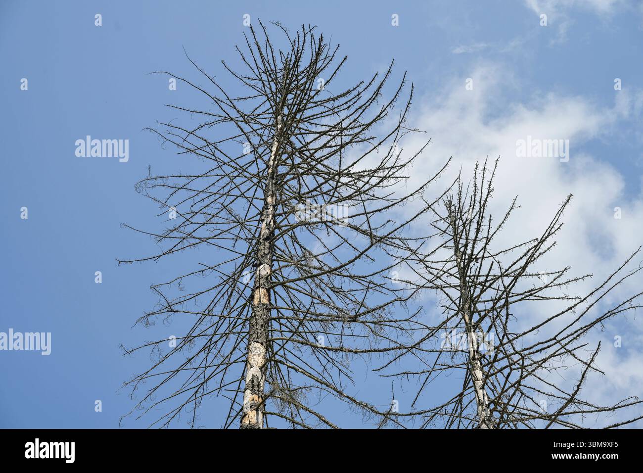 Tote Nadelbäume *** Dead conifers Stock Photo - Alamy