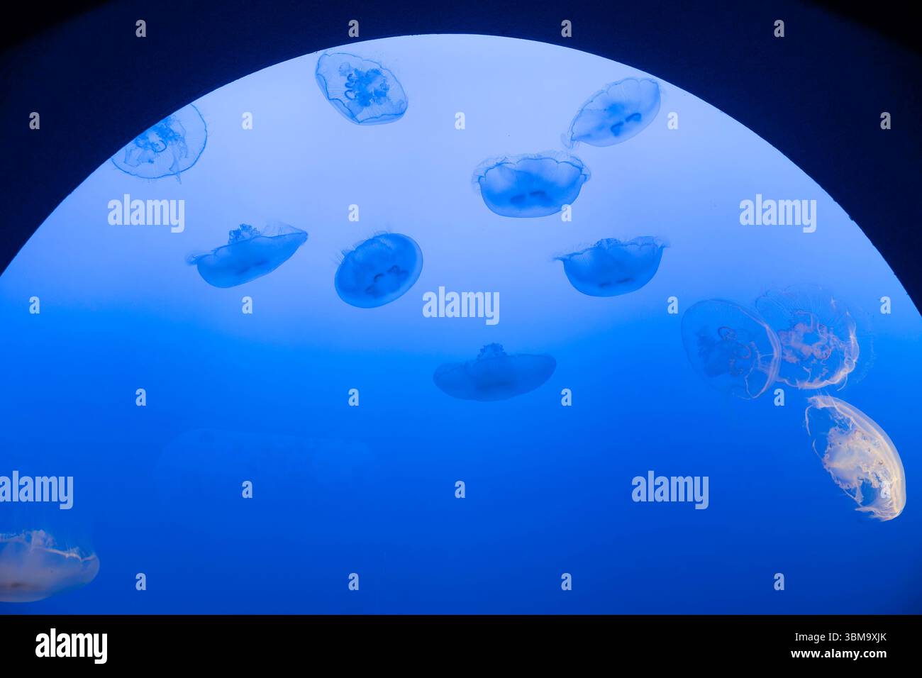 Moon jellyfish, a common species of jellyfish, float gracefully in a ...