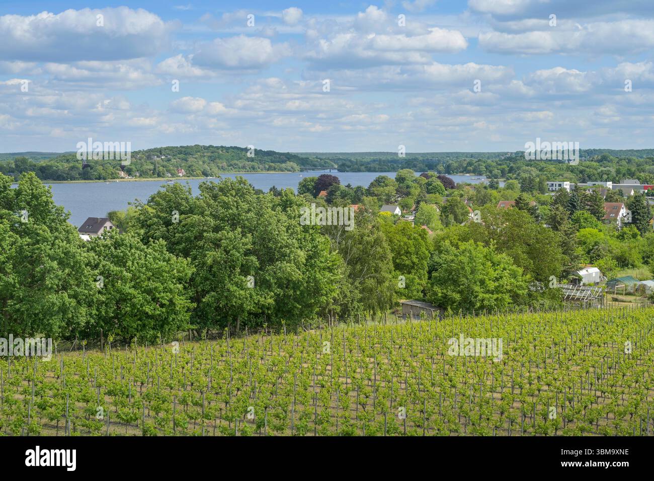 Weinanbau, Weinberg, Wachtelberg, Werder, hinten die Havel, Brandenburg ...