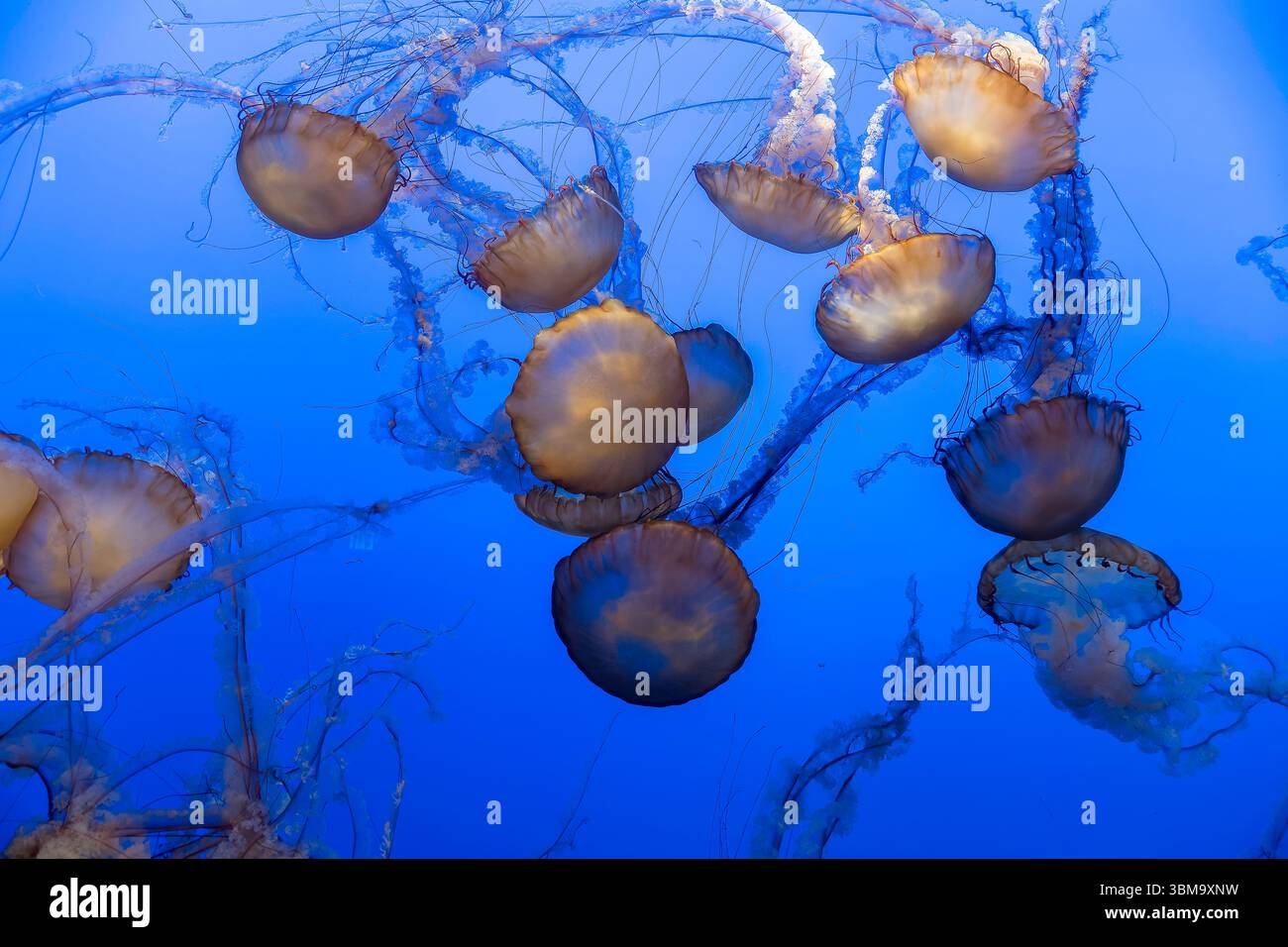 Translucent jellyfish float gracefully against a vivid blue background ...