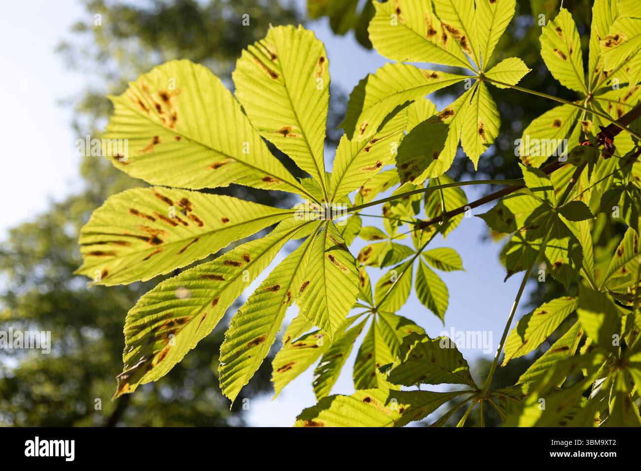 Kastanienschaedlinge hi-res stock photography and images - Alamy