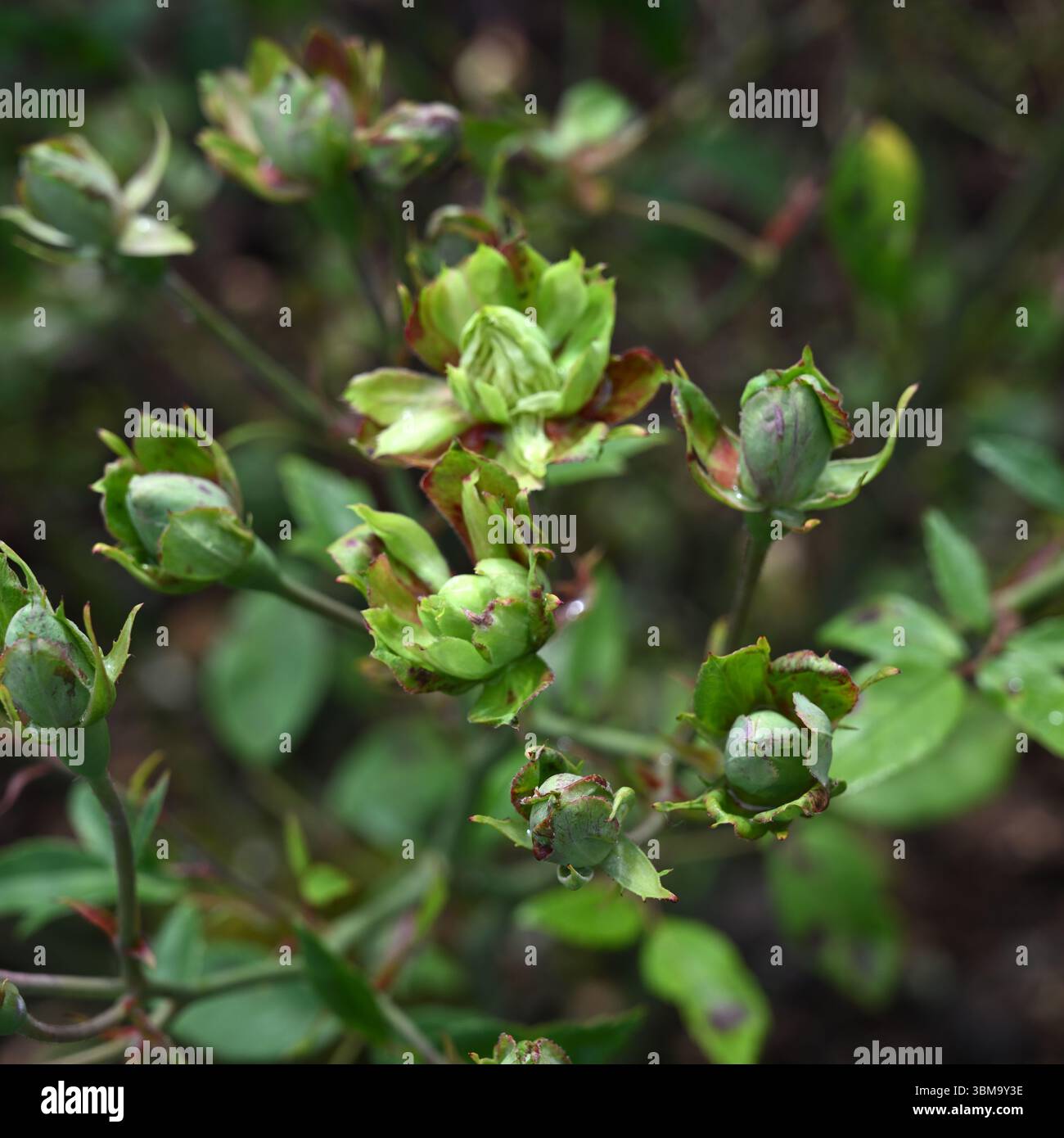 Peculiar green summer flowers of rose, rosa Viridiflora UK garden June ...