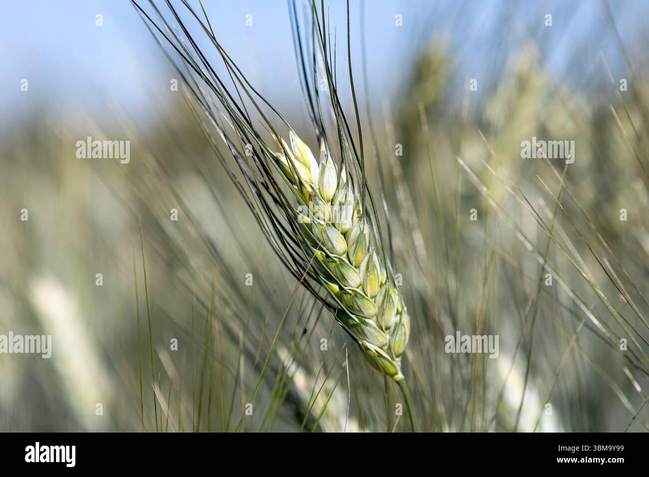 Emmer, Triticum dicoccum auch Zweikorn, Urgetreide // Emmer, Triticum ...