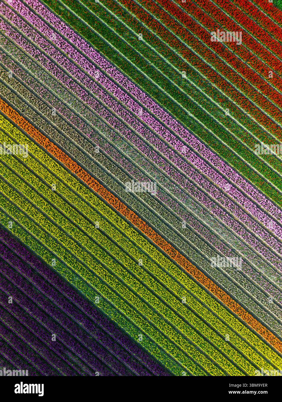 A breathtaking aerial view of colorful flower fields arranged in ...
