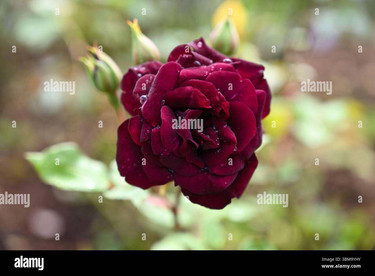Deep red double summer flowers of rose, rosa Louis XIV UK garden June ...