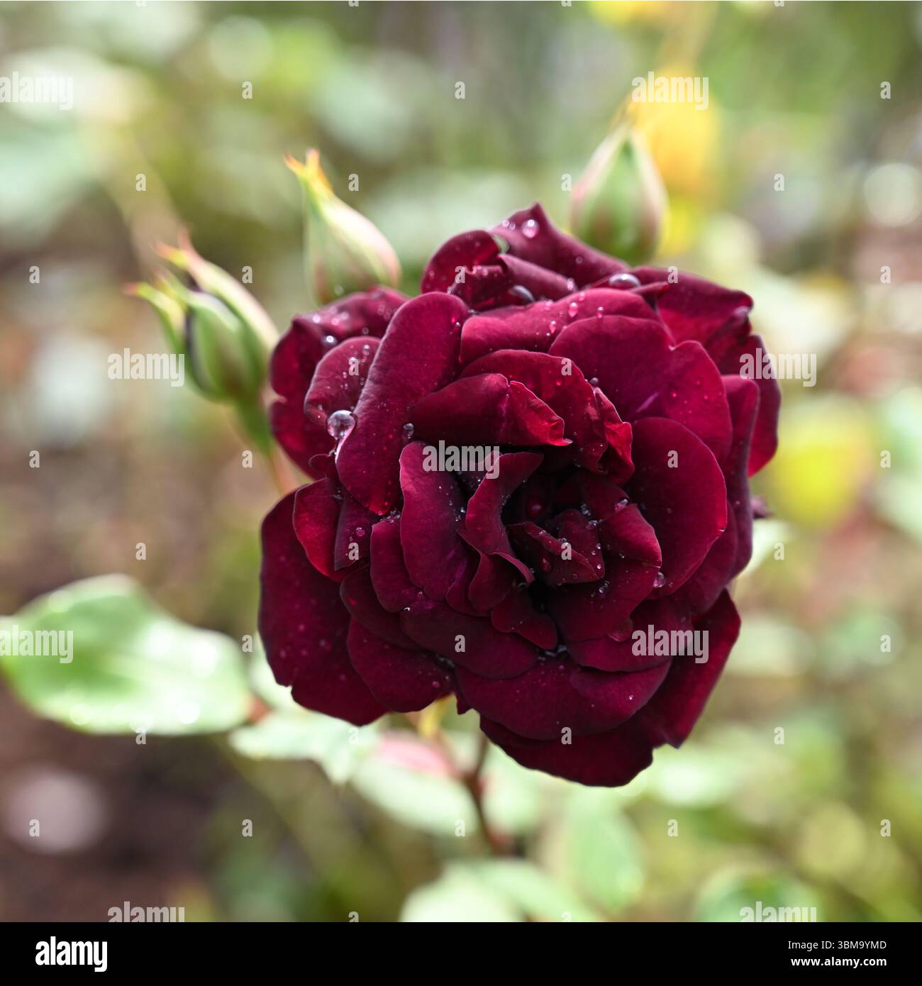 Deep red double summer flowers of rose, rosa Louis XIV UK garden June ...