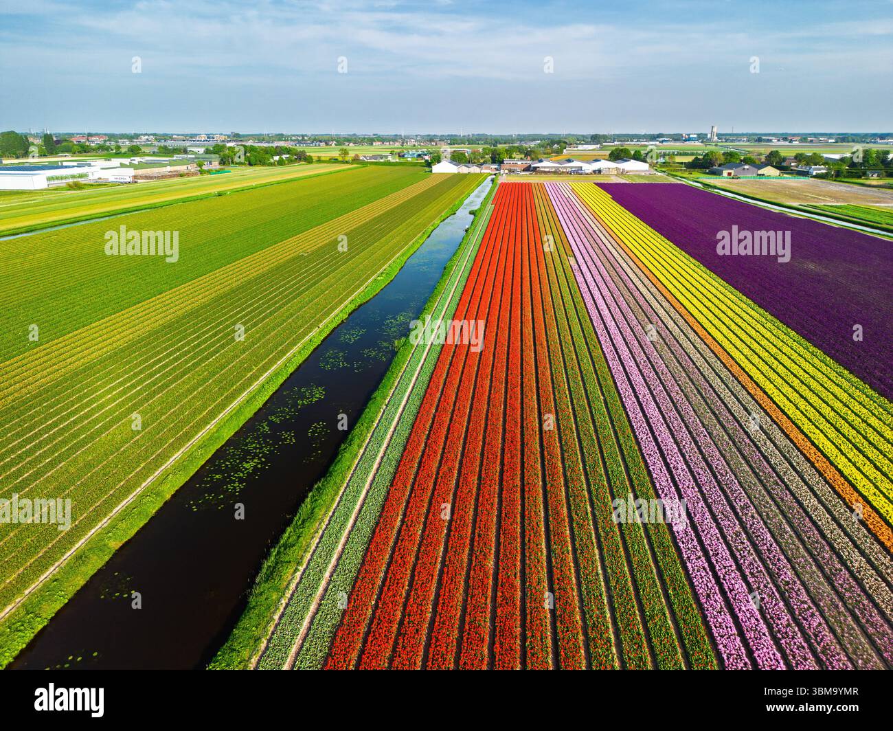 A stunning aerial view of colorful tulip fields in full bloom, with ...