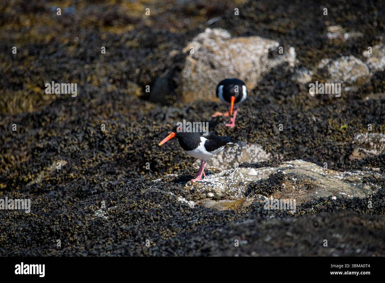 Oystercatchers on rocks by Lochbuie, Isle of Mull, Scotland Stock Photo ...