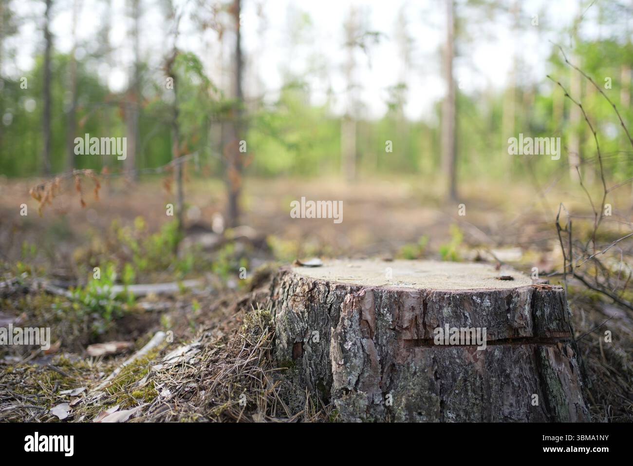 A large tree stump sits in a forest clearing, reflecting recent deforestation or logging ...