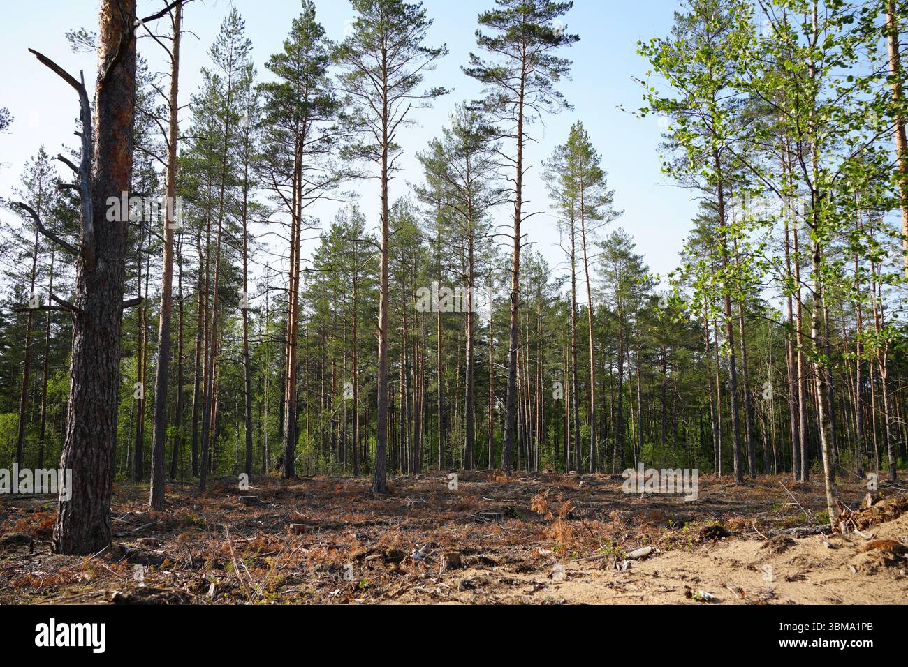 Aftermath of logging, where mostly tall pine trees have been cut down ...