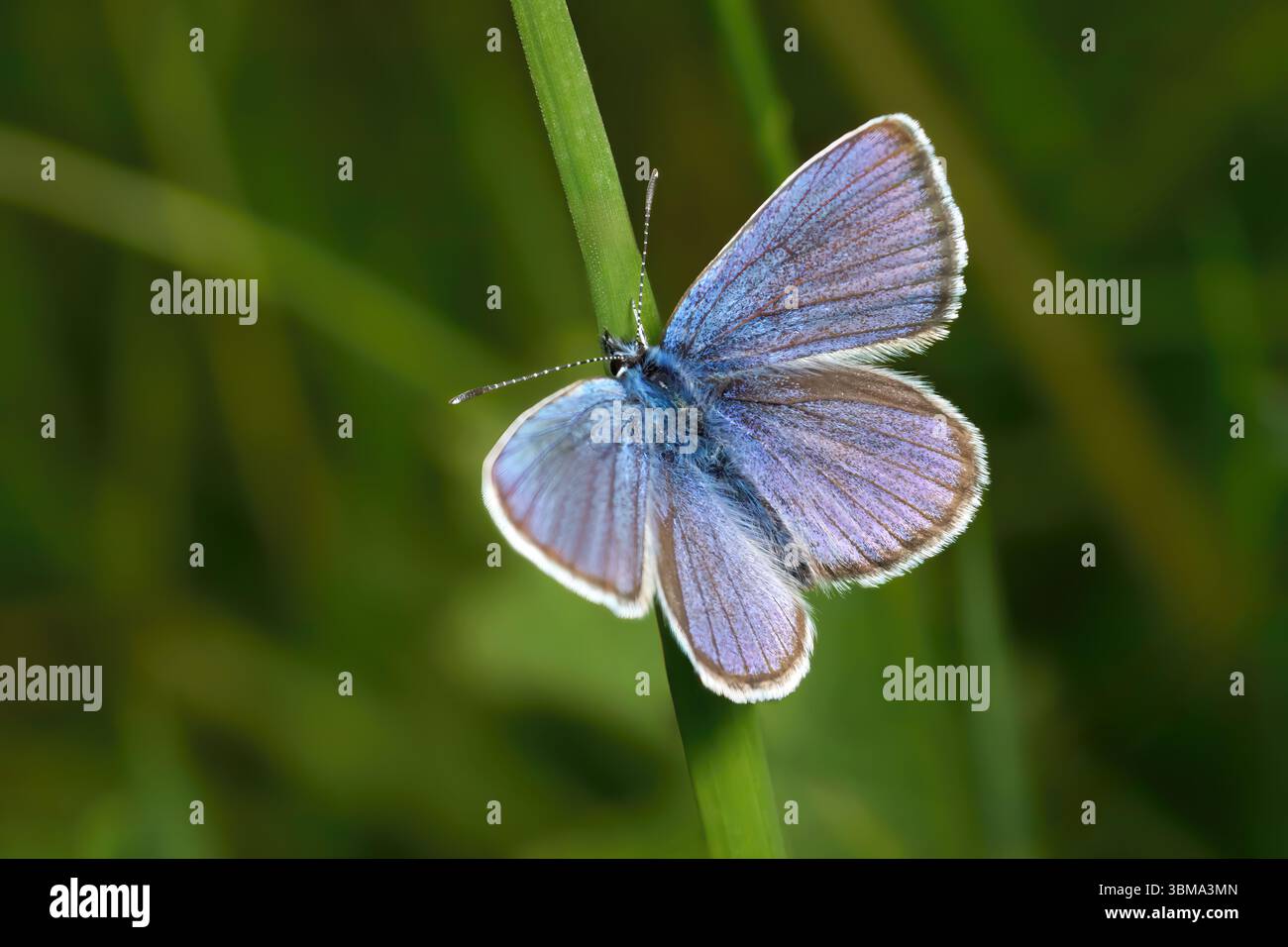 Common Blue Butterfly (Polyommatus icarus) male on a blade of grass ...