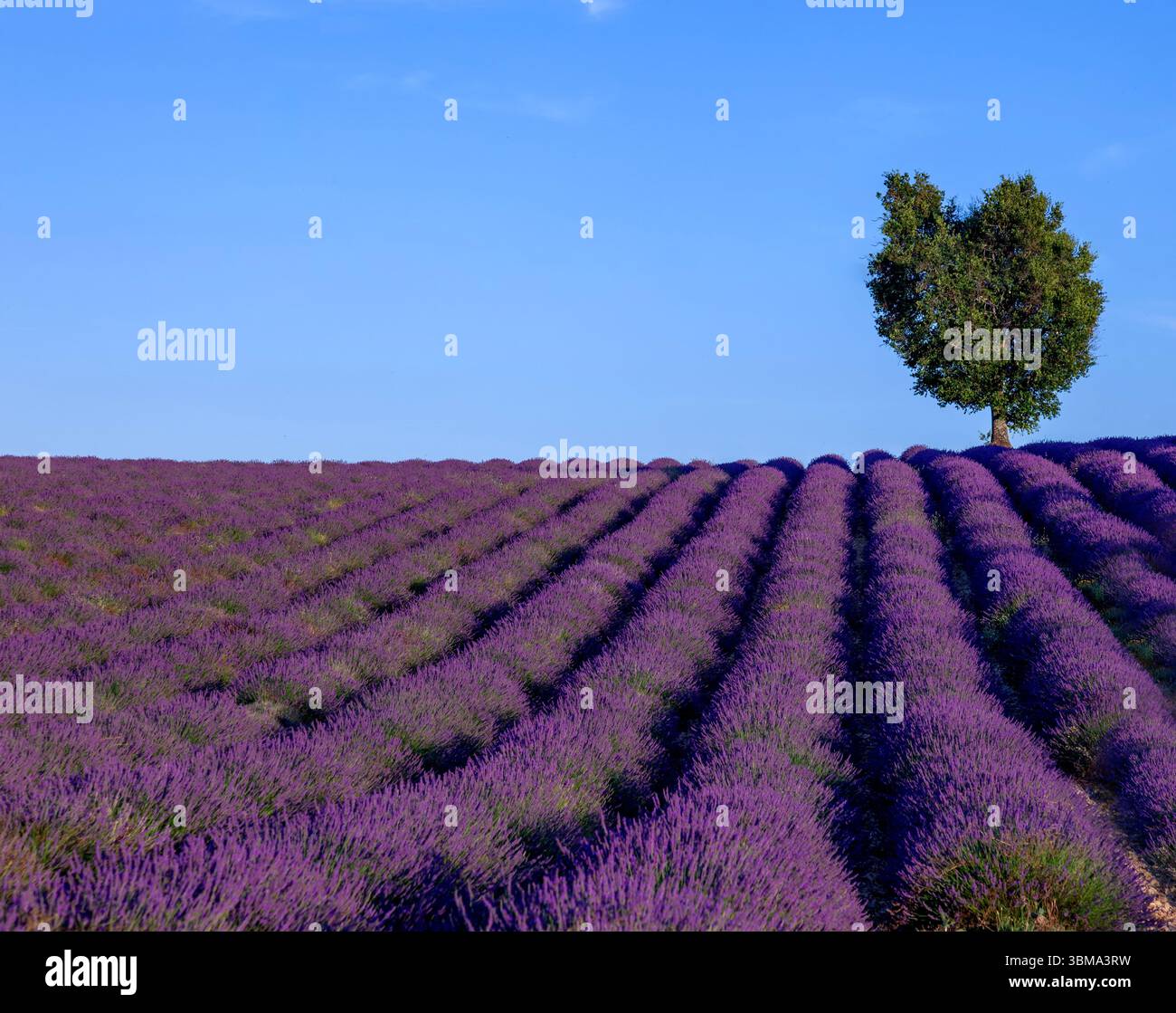Lavender field sunset landscape hi-res stock photography and images - Alamy