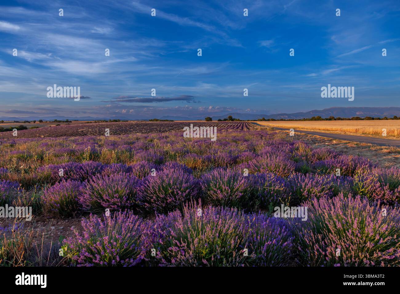 Lavender field sunset landscape hi-res stock photography and images - Alamy
