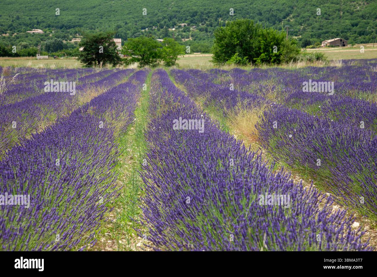 Lavender field sunset landscape hi-res stock photography and images - Alamy
