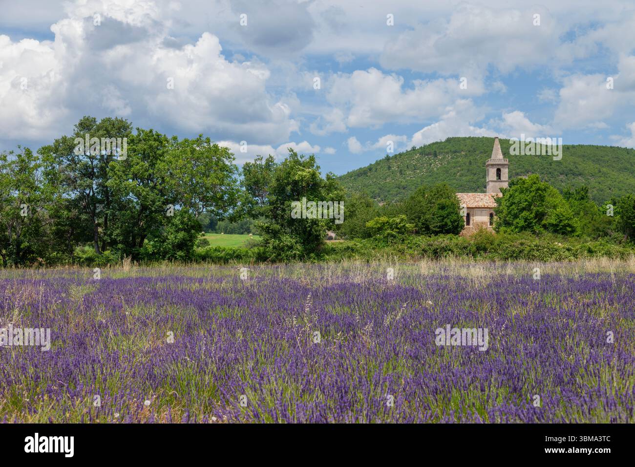 Lavender flowers field rows hi-res stock photography and images - Alamy