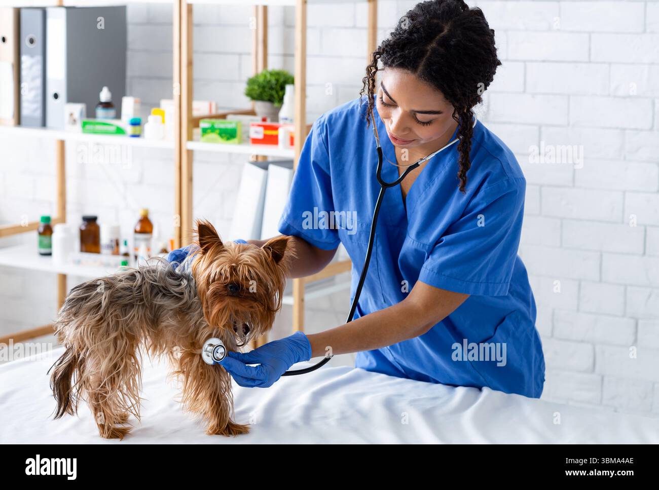 Animal cardiology. African American veterinarian doc checking little ...