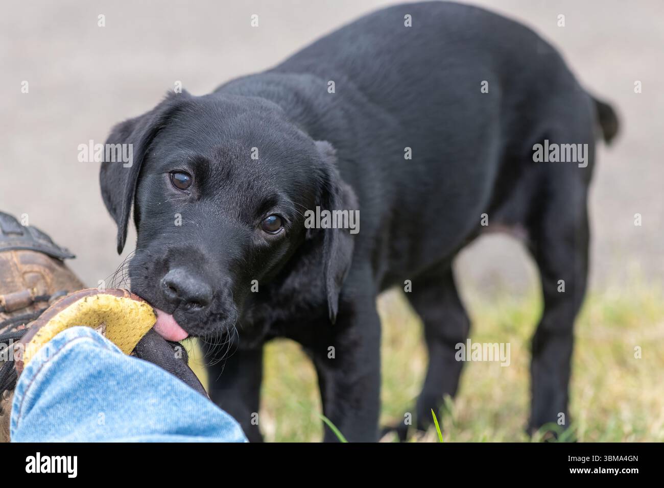 Cute portrait of an 8 week old black Labrador puppy licking a pair of ...