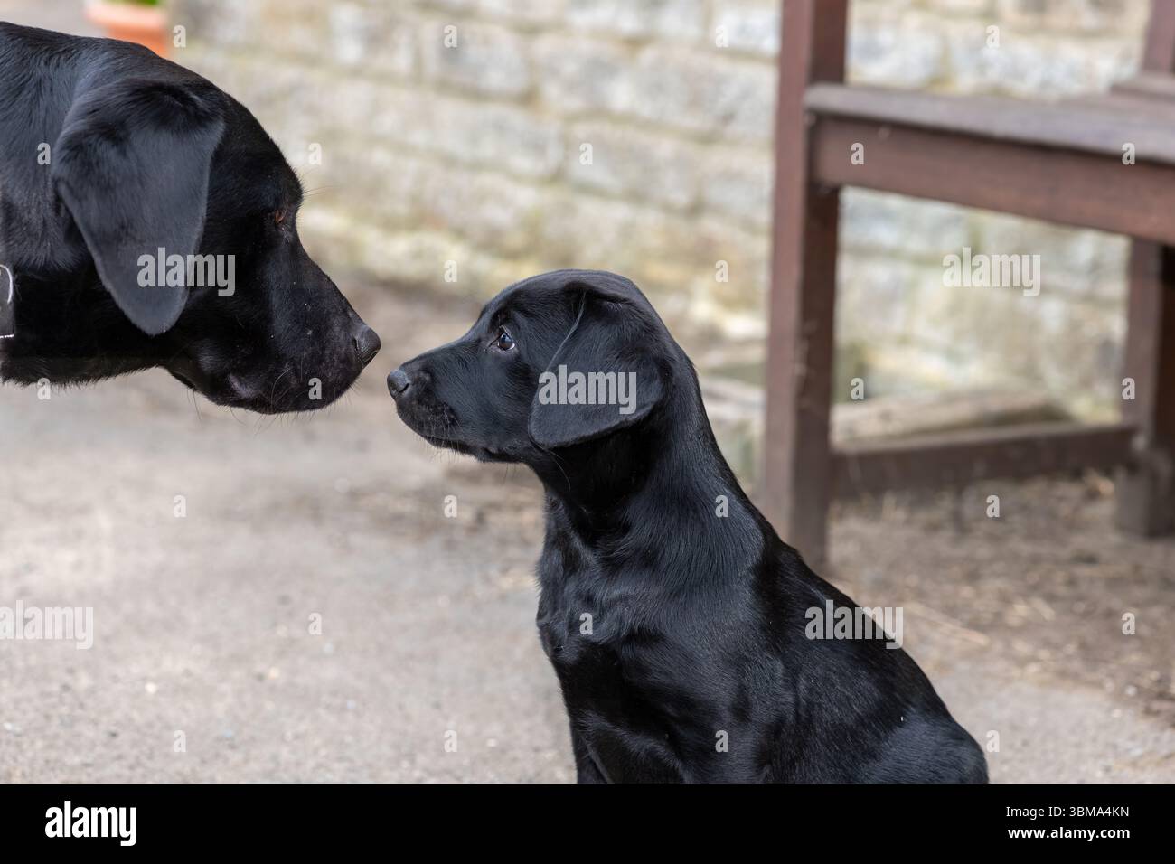 Cute portrait of an 8 week old black Labrador puppy meeting a fullly ...