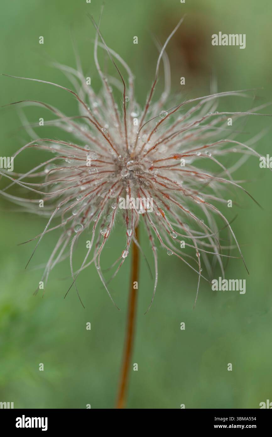 Close-up of Pasqueflowers or Western Anemone (Anemone occidentalis ...