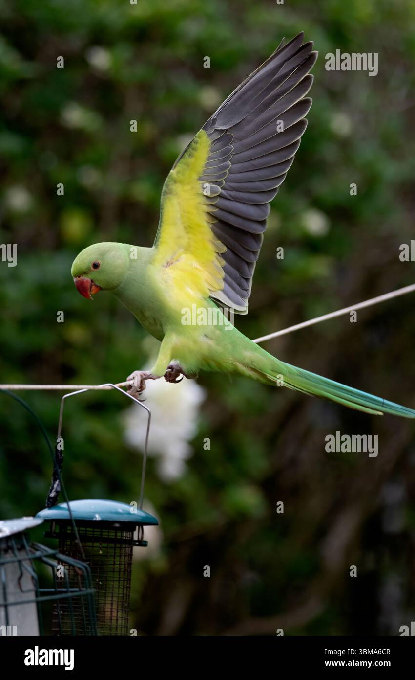 The rose-ringed parakeet, also known as the ring-necked parakeet ...