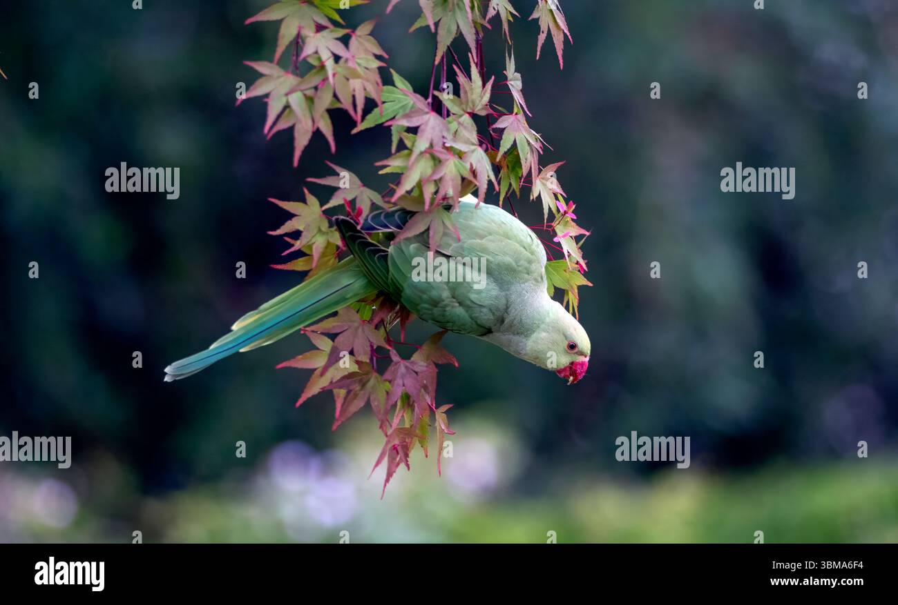The rose-ringed parakeet, also known as the ring-necked parakeet ...