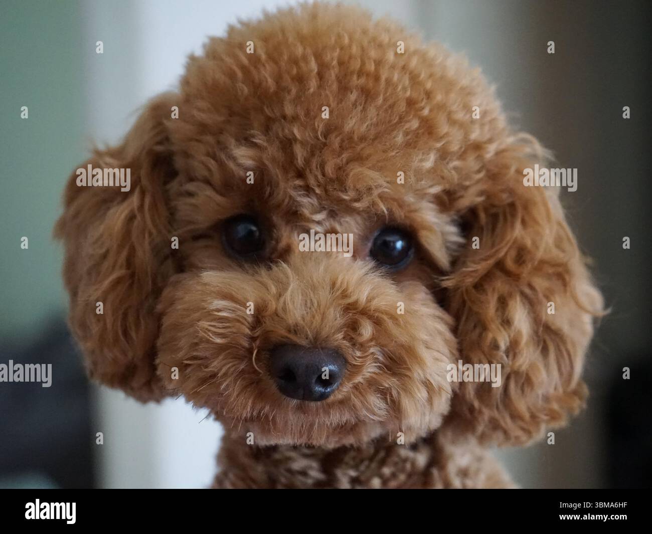 Close up toy poodle puppy hi-res stock photography and images - Alamy