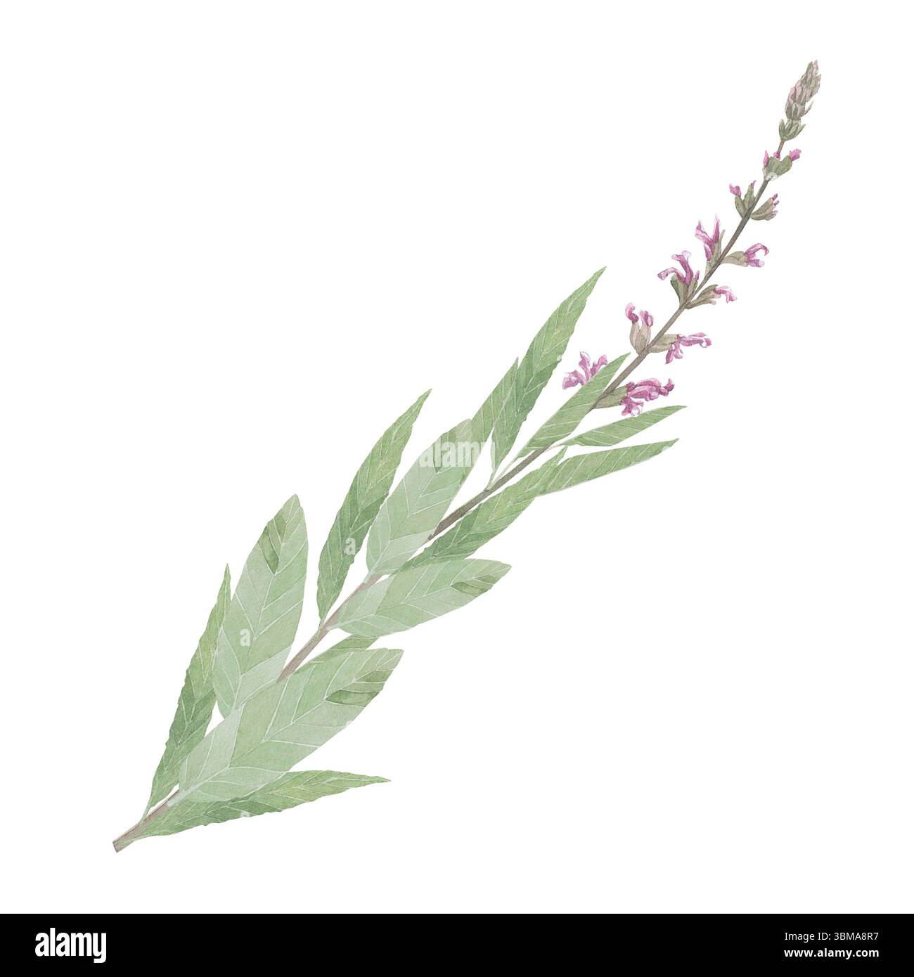 Watercolor illustration of salvia. Hand-drawn isolated clip-art on ...