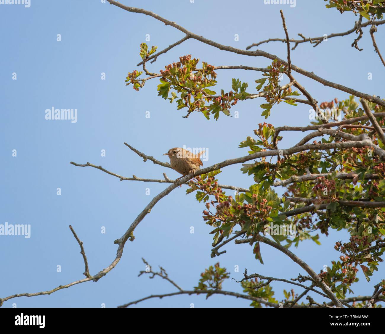 Jenny Wren singing her song, perched in Stakeford Northumberland June ...