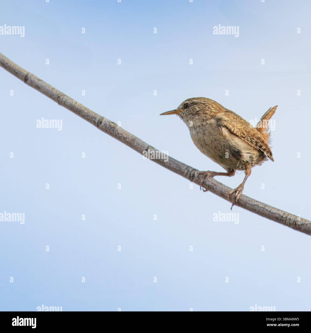 Jenny Wren singing her song, perched in Stakeford Northumberland June ...