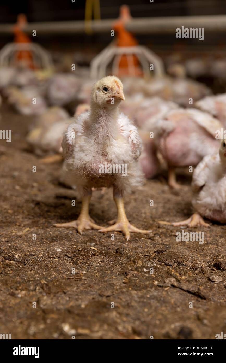 a poultry farm where meat breeds of broiler chickens are grown for industrial meat production ...