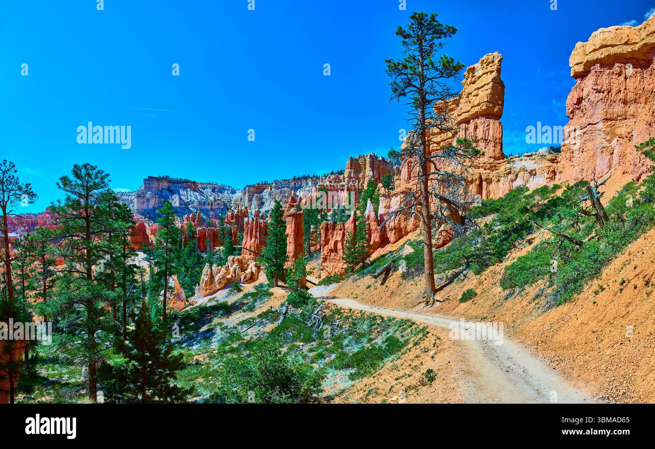 Panorama Bryce Canyon Hoodoos and Pine Trees Along Queens Garden Navajo ...