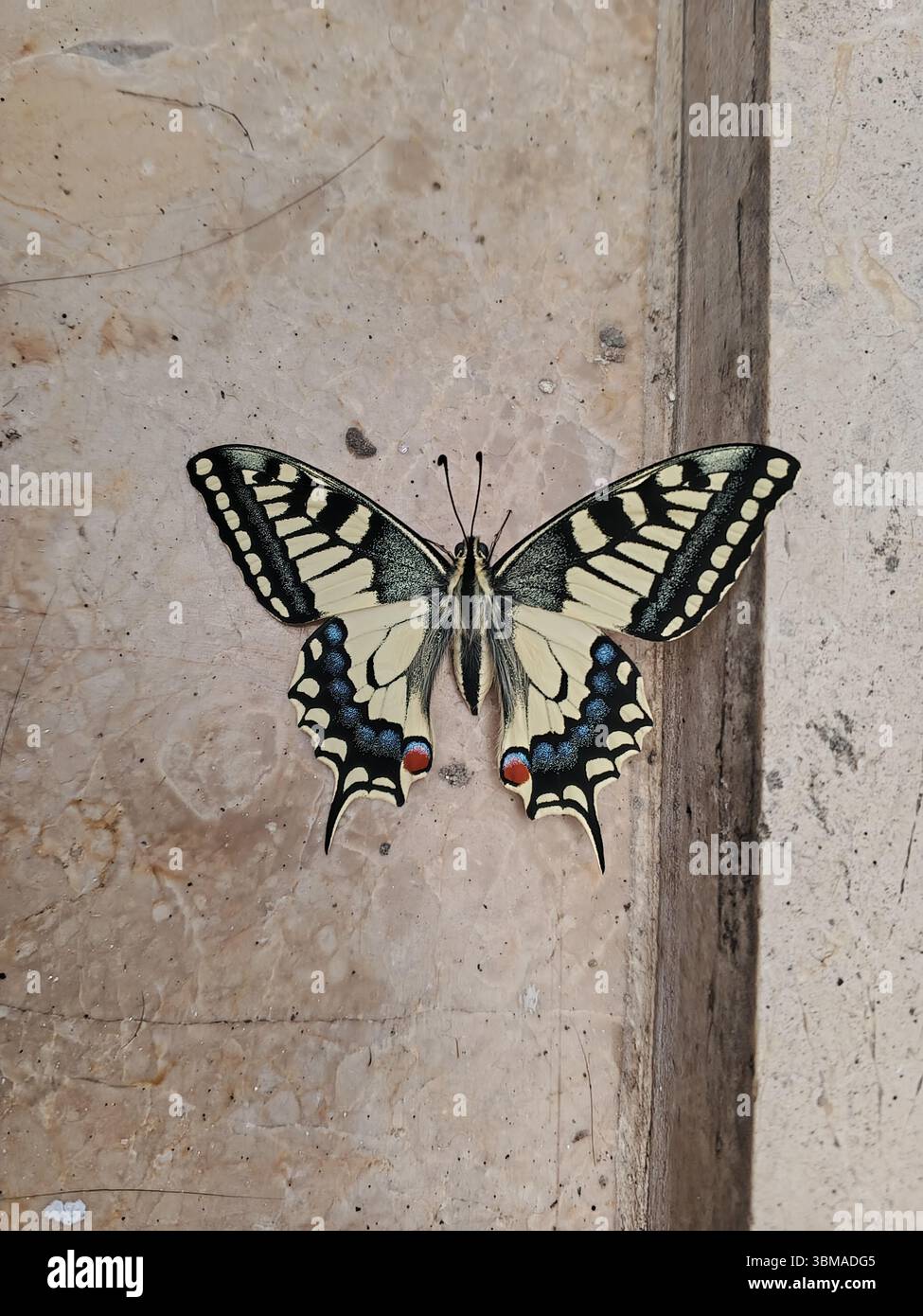 A close-up of an Old World Swallowtail butterfly resting on a marble ...
