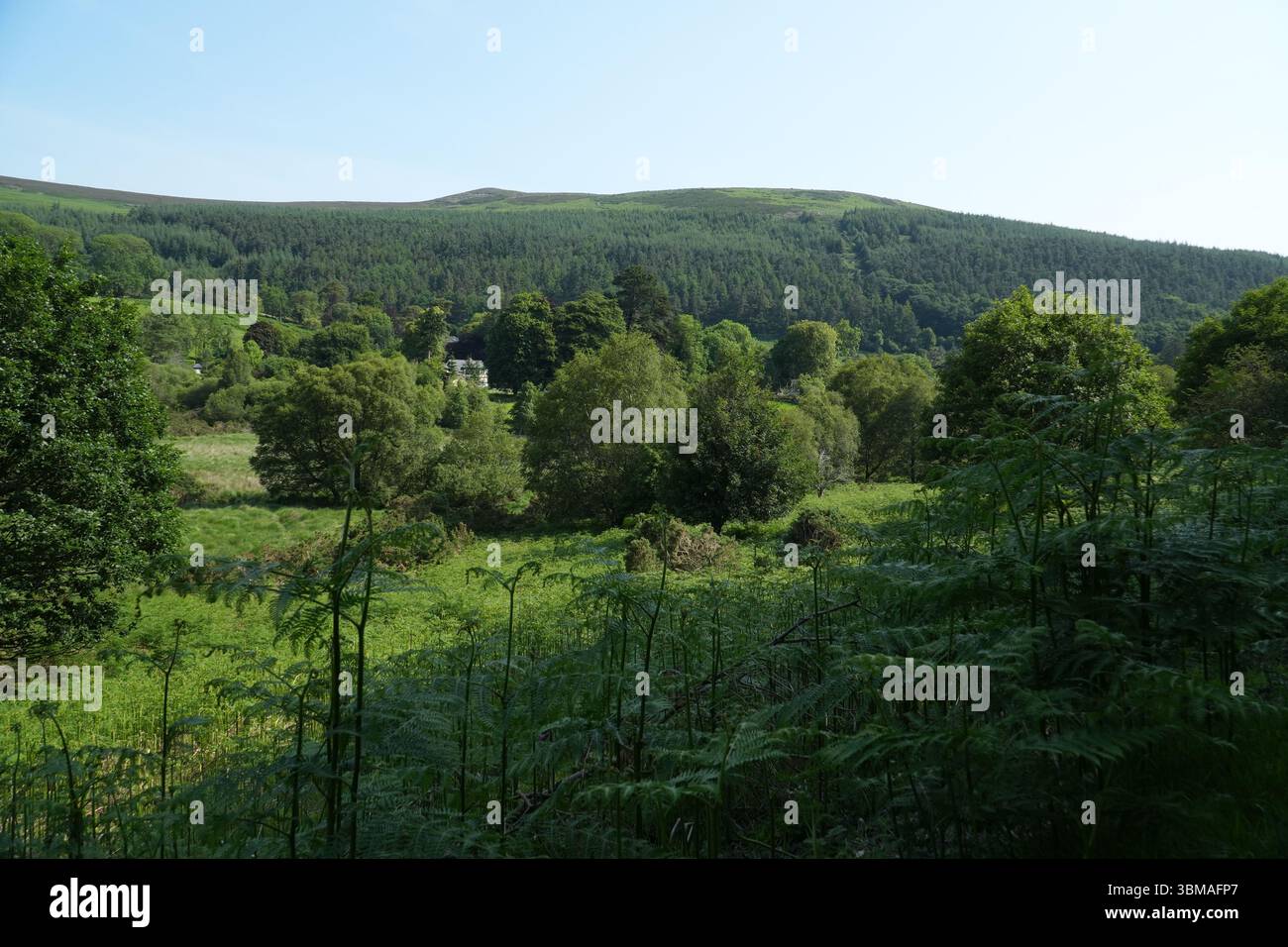 Glendalough valley landscape with lush green trees, hills, and ferns in ...
