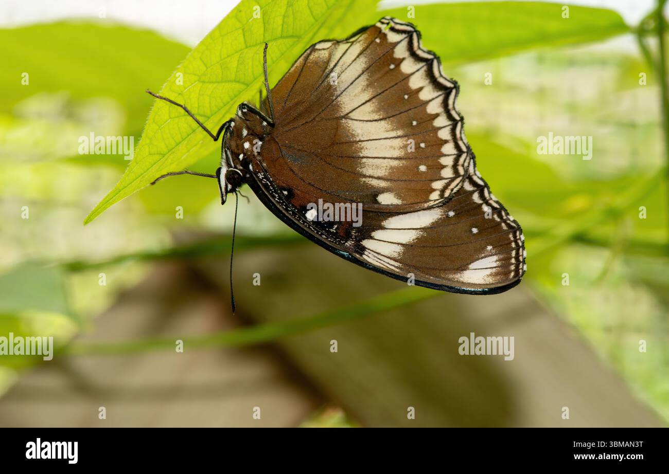 Leaf underneath view hi-res stock photography and images - Alamy