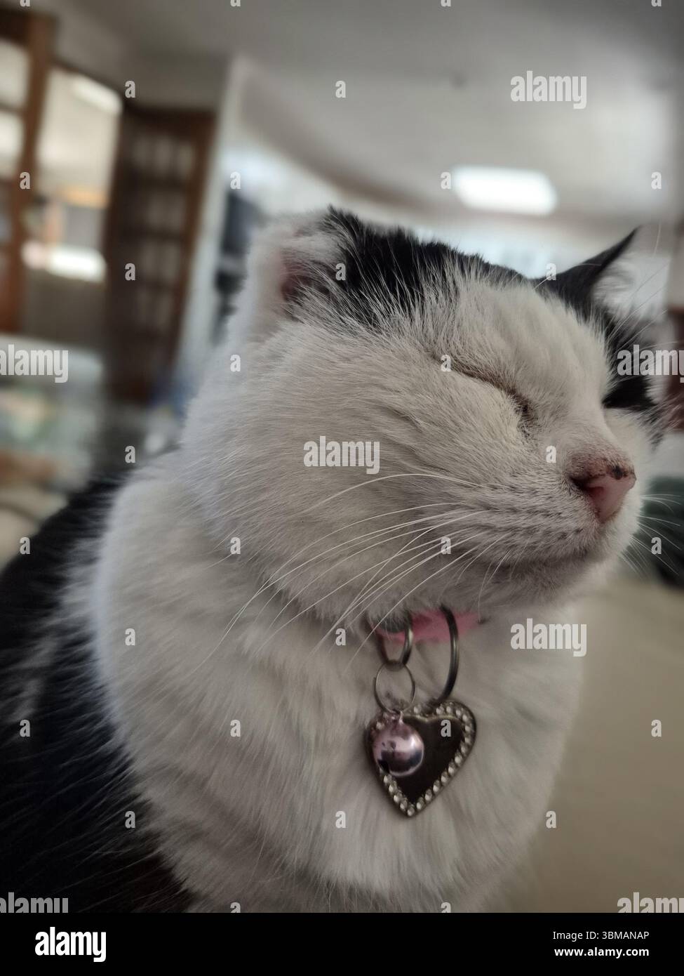 Close up of black and white rescued tuxedo domestic cat (Kitty ...