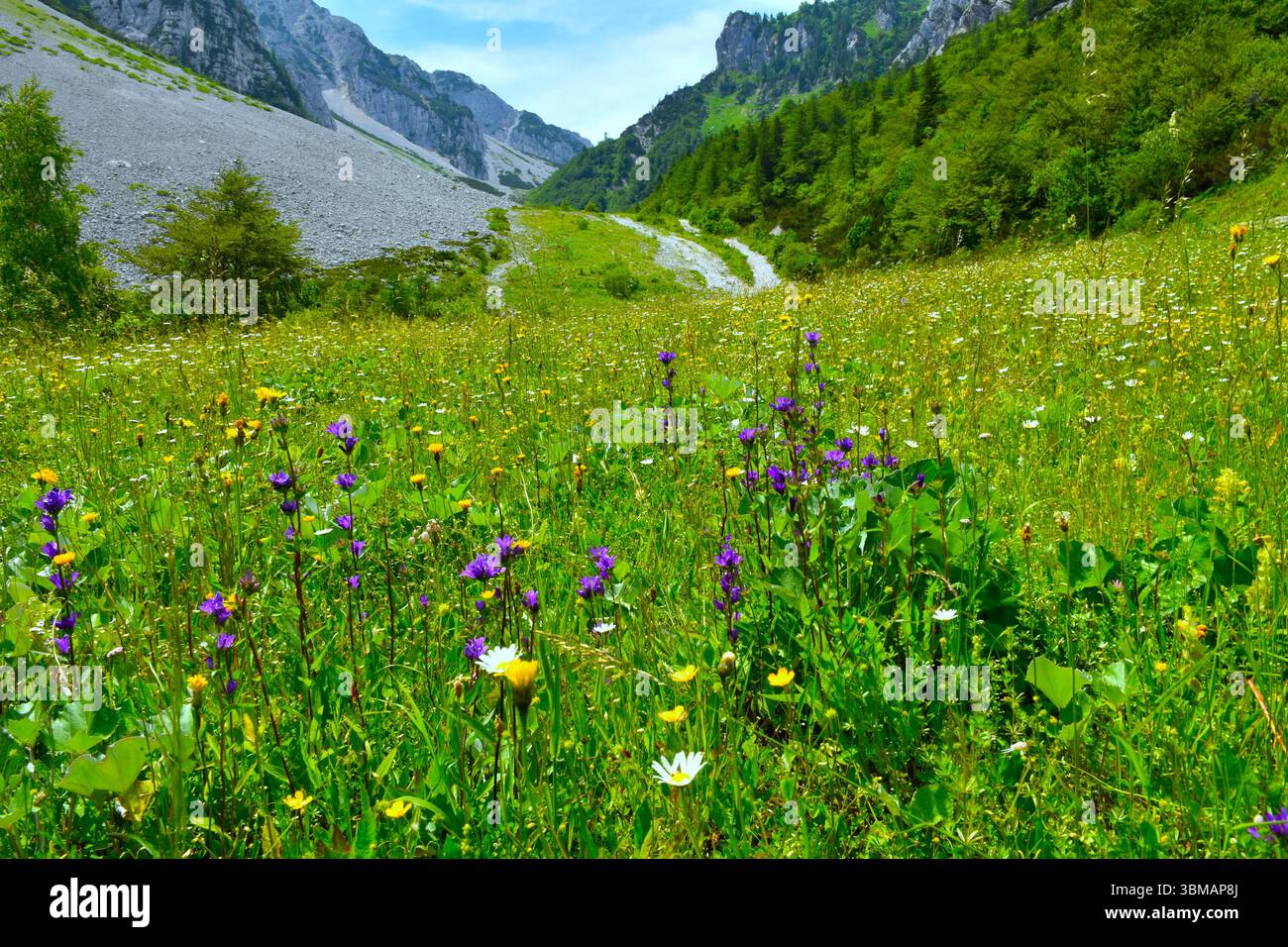 Purple clustered bellflower (Campanula glomerata) flowers at a meadow ...