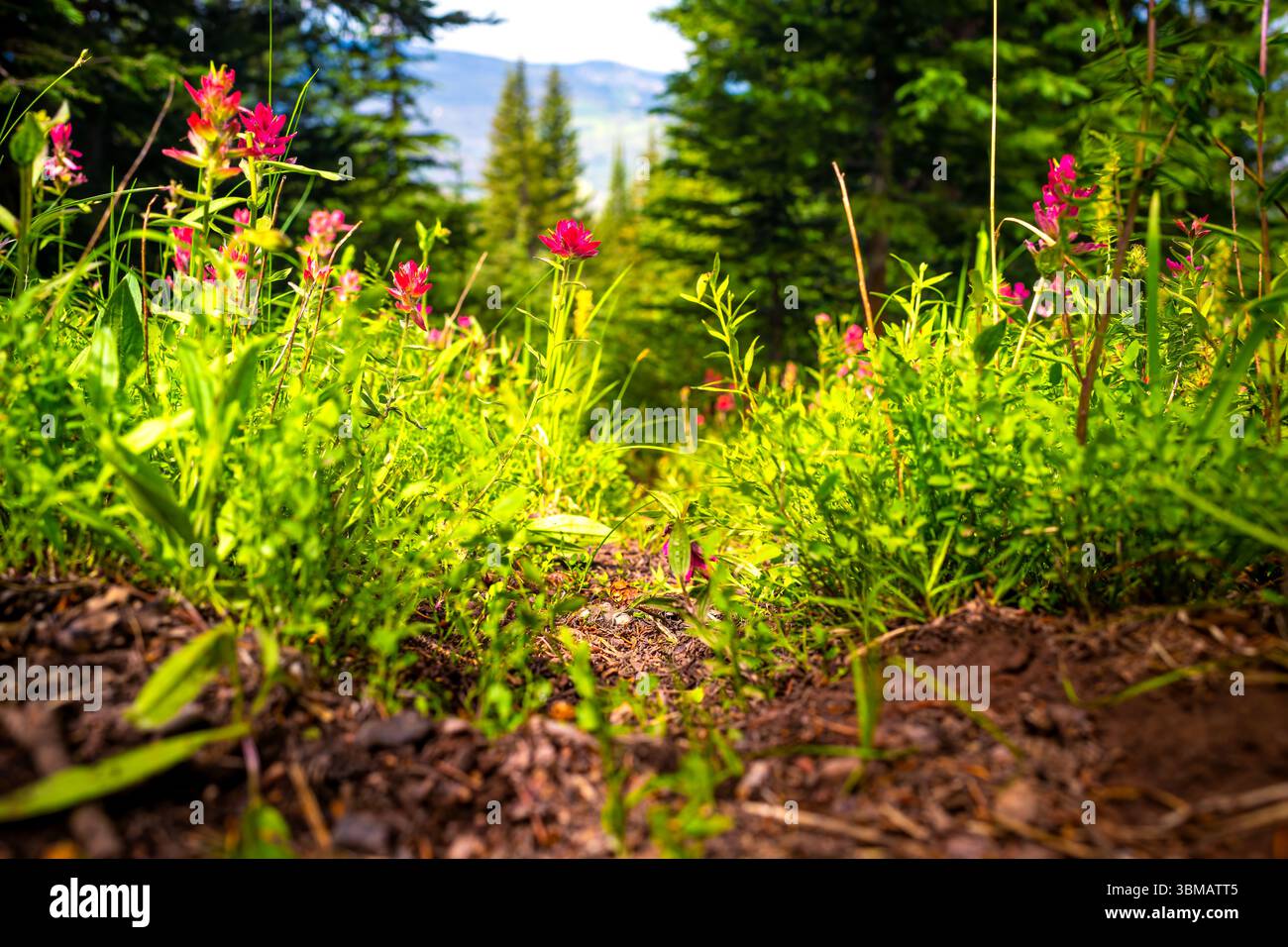 Summer nature trail pov park hi-res stock photography and images - Alamy