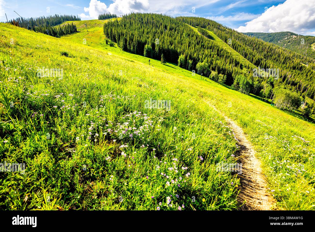Daisies purple wildflowers flowers plant on Royal Elk footpath to Beaver Creek Lake, Colorado in ...