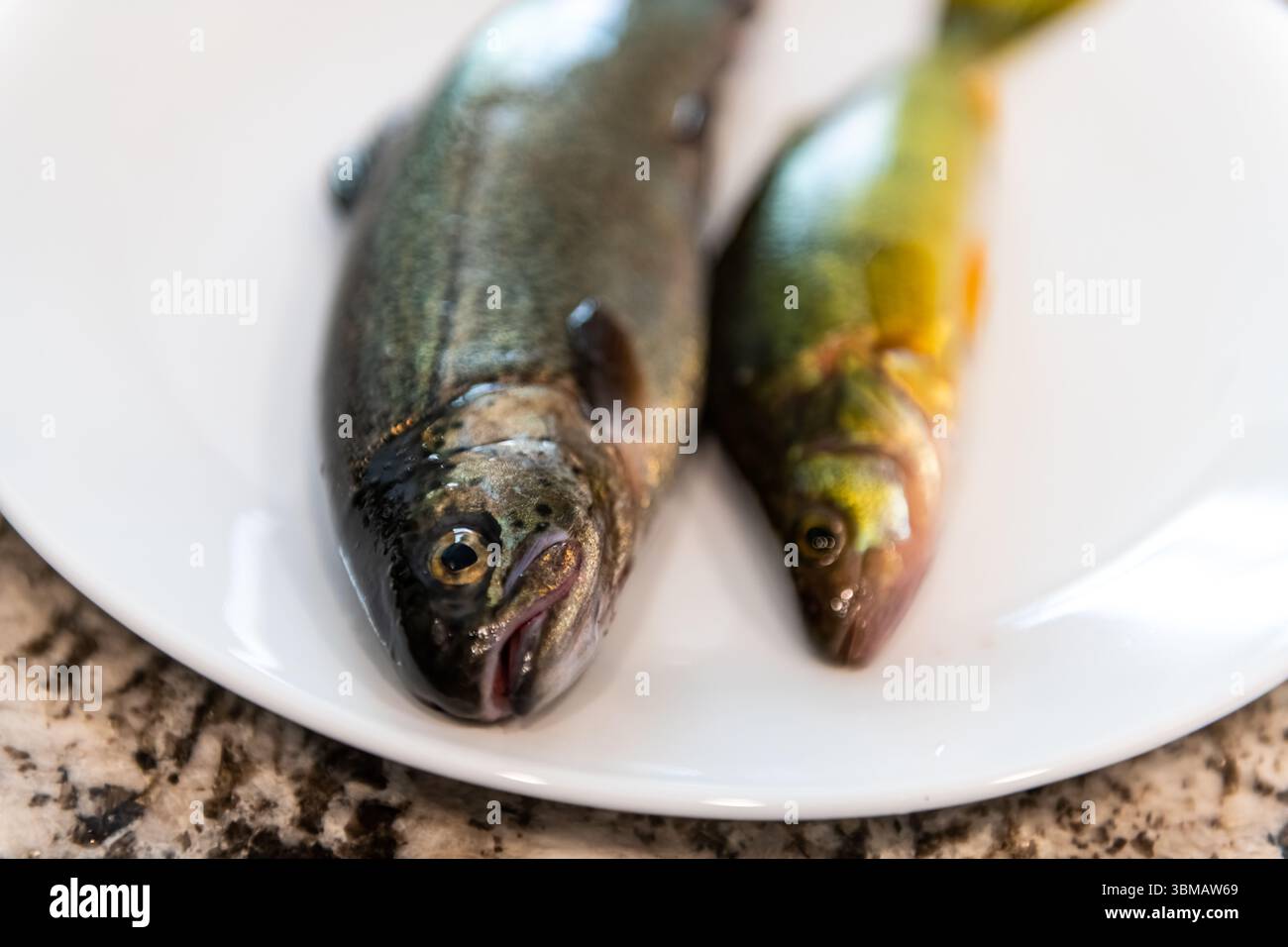 Rainbow trout smallmouth bass fish two heads macro closeup wild raw ...