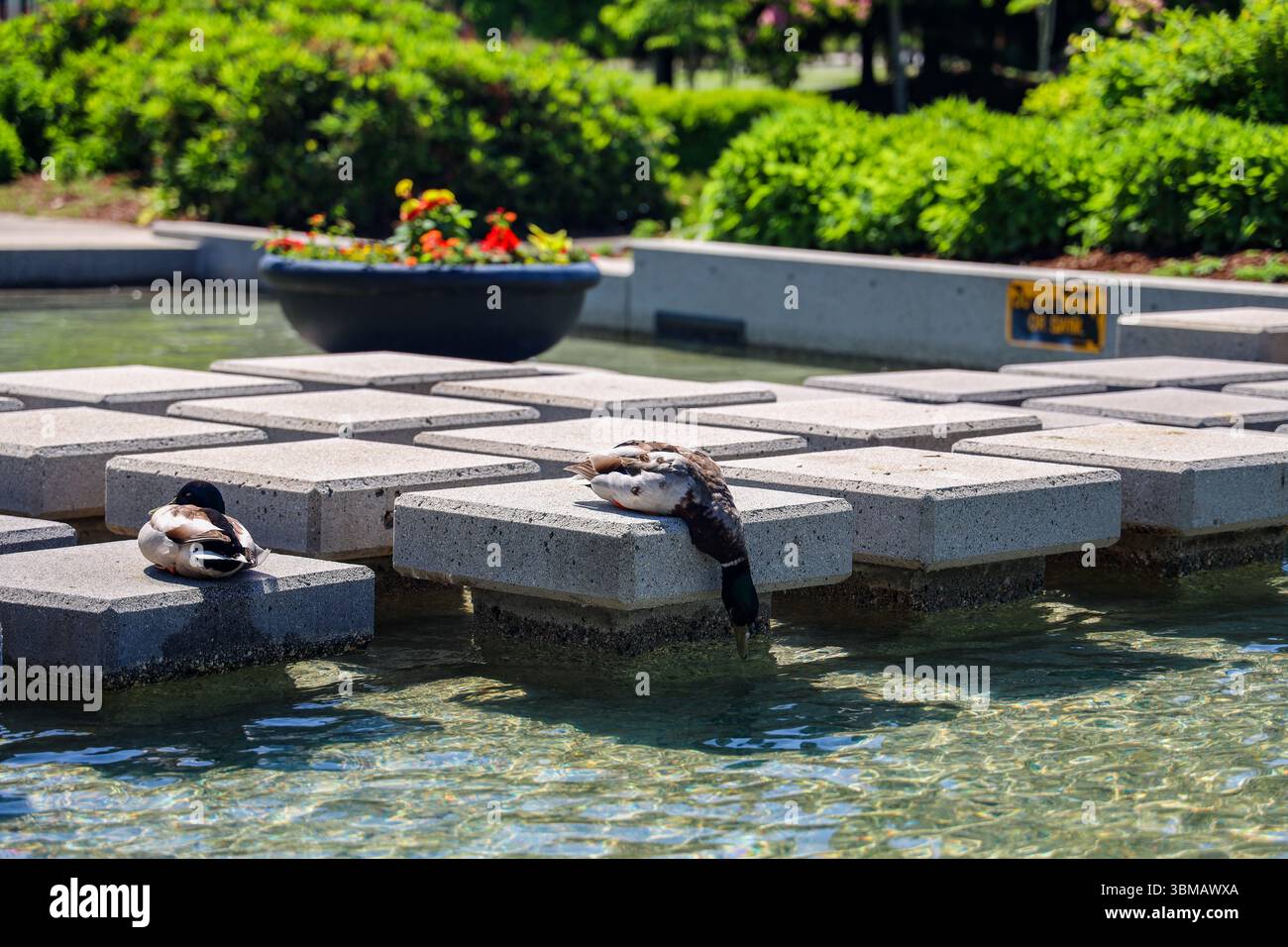 Person feeding duck from hi-res stock photography and images - Alamy