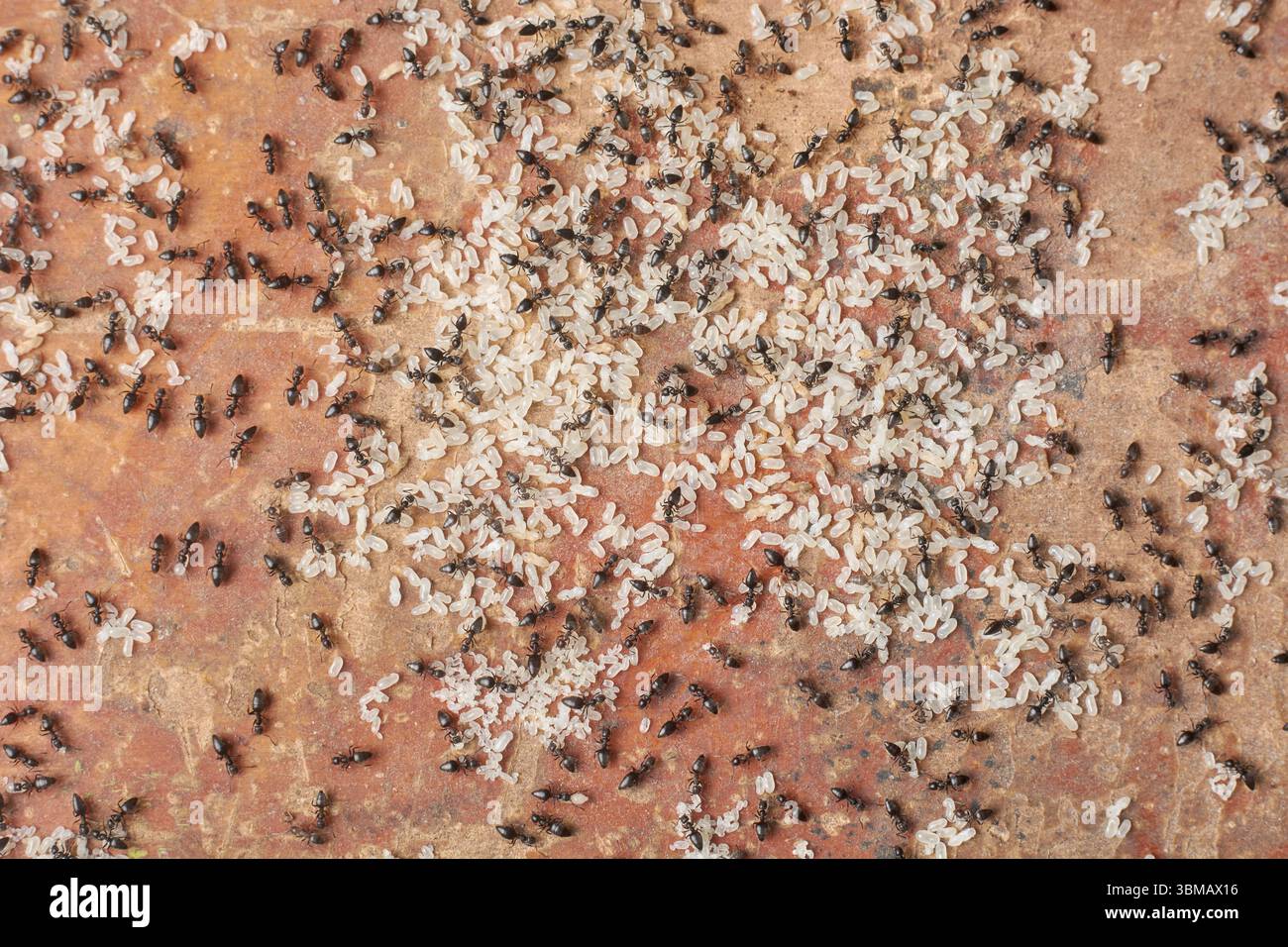 Oval cluster of eggs hi-res stock photography and images - Alamy